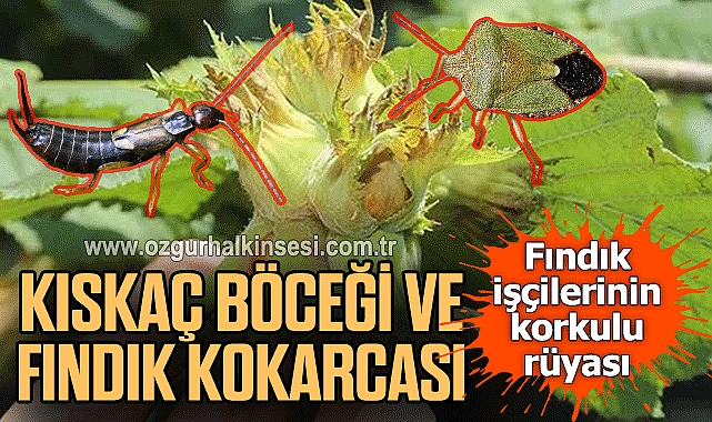 KISKAÇ BÖCEĞİ VE FINDIK KOKARCASI - Zonguldak - Zonguldak Haberleri ...